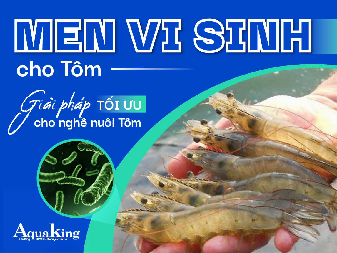 Men vi sinh cho tôm: Giải pháp tối ưu cho nghề nuôi tôm